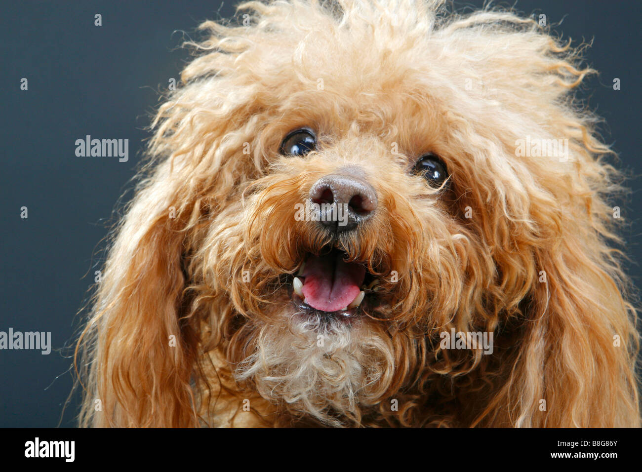 Toy poodle - portrait Stock Photo - Alamy