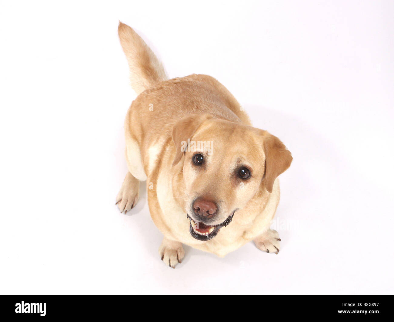 Labrador Retriever - sitting - cut out Stock Photo - Alamy