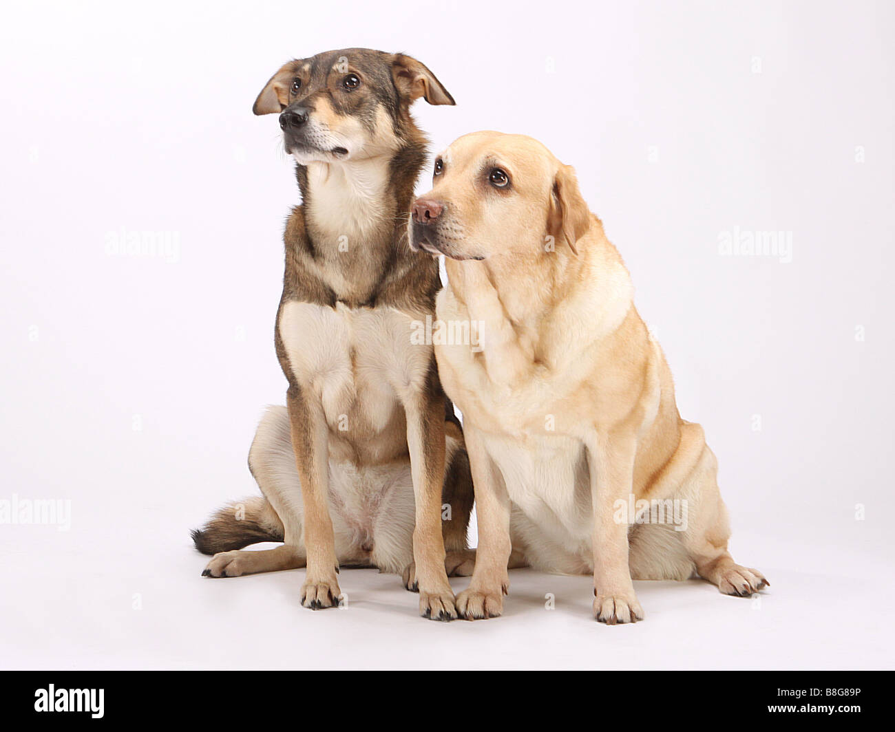 Labrador Retriever and half breed dog (Ceskoslovensky Vlcak) - sitting ...