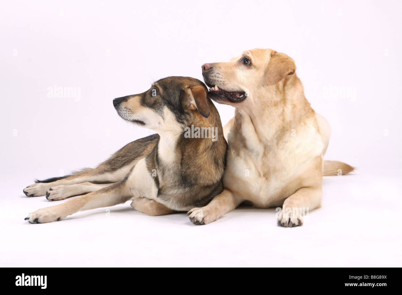 Labrador Retriever and half breed dog (Ceskoslovensky Vlcak) - lying ...