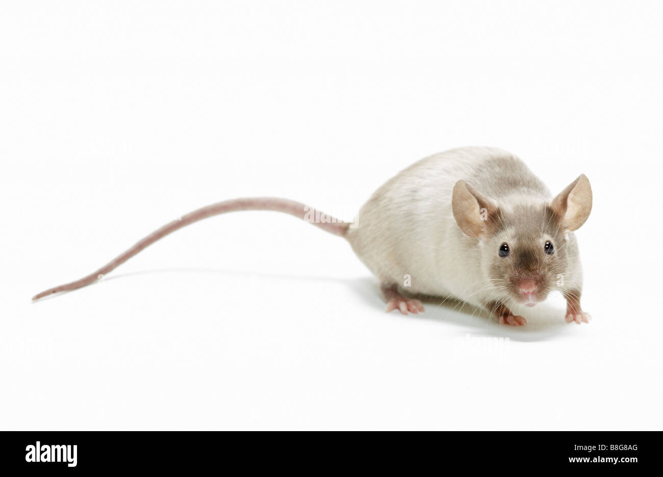 fancy mouse - cut out Stock Photo - Alamy