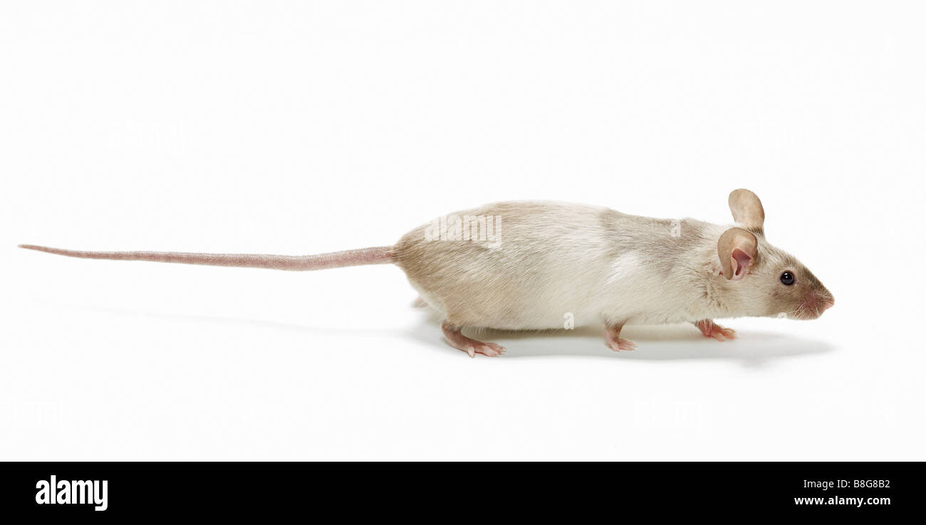 Mouse cut out hi-res stock photography and images - Alamy