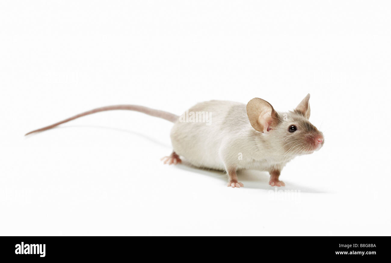 Fancy mouse. Adult standing. Studio picture against a white background ...