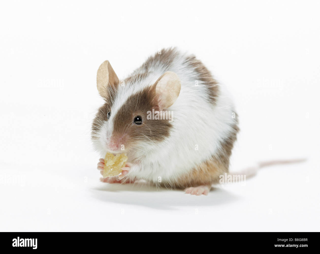fancy mouse - munching - cut out Stock Photo - Alamy