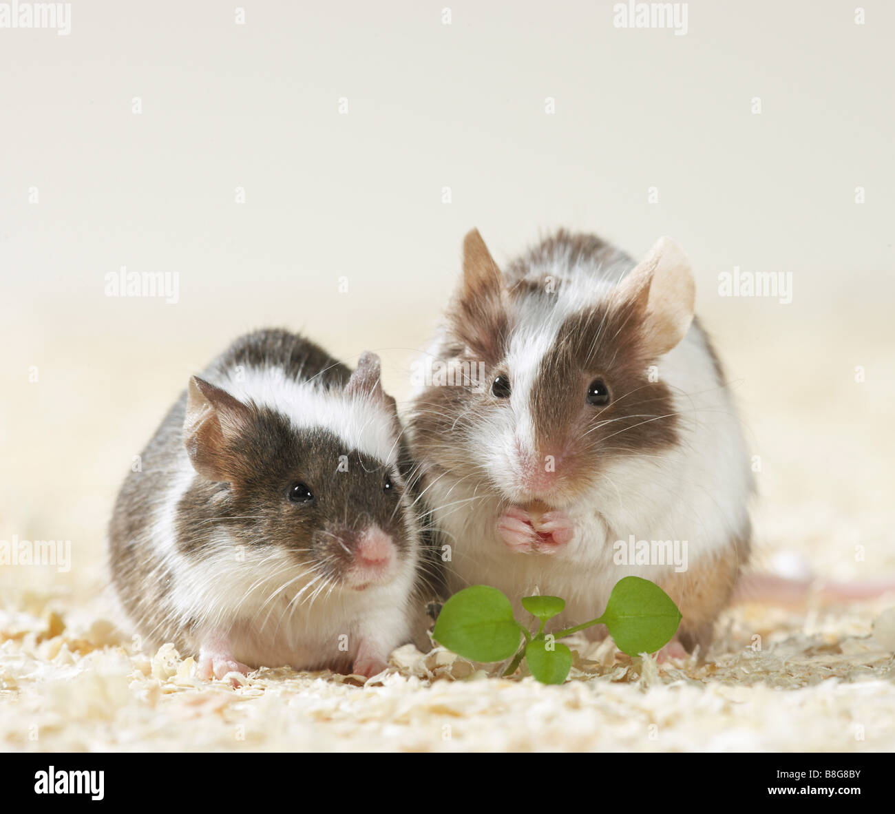 two fancy mice - munching Stock Photo - Alamy