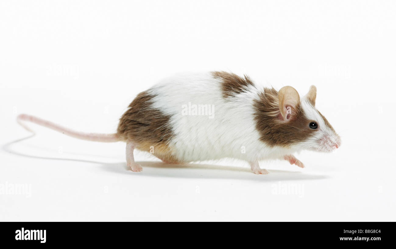 fancy mouse - cut out Stock Photo - Alamy