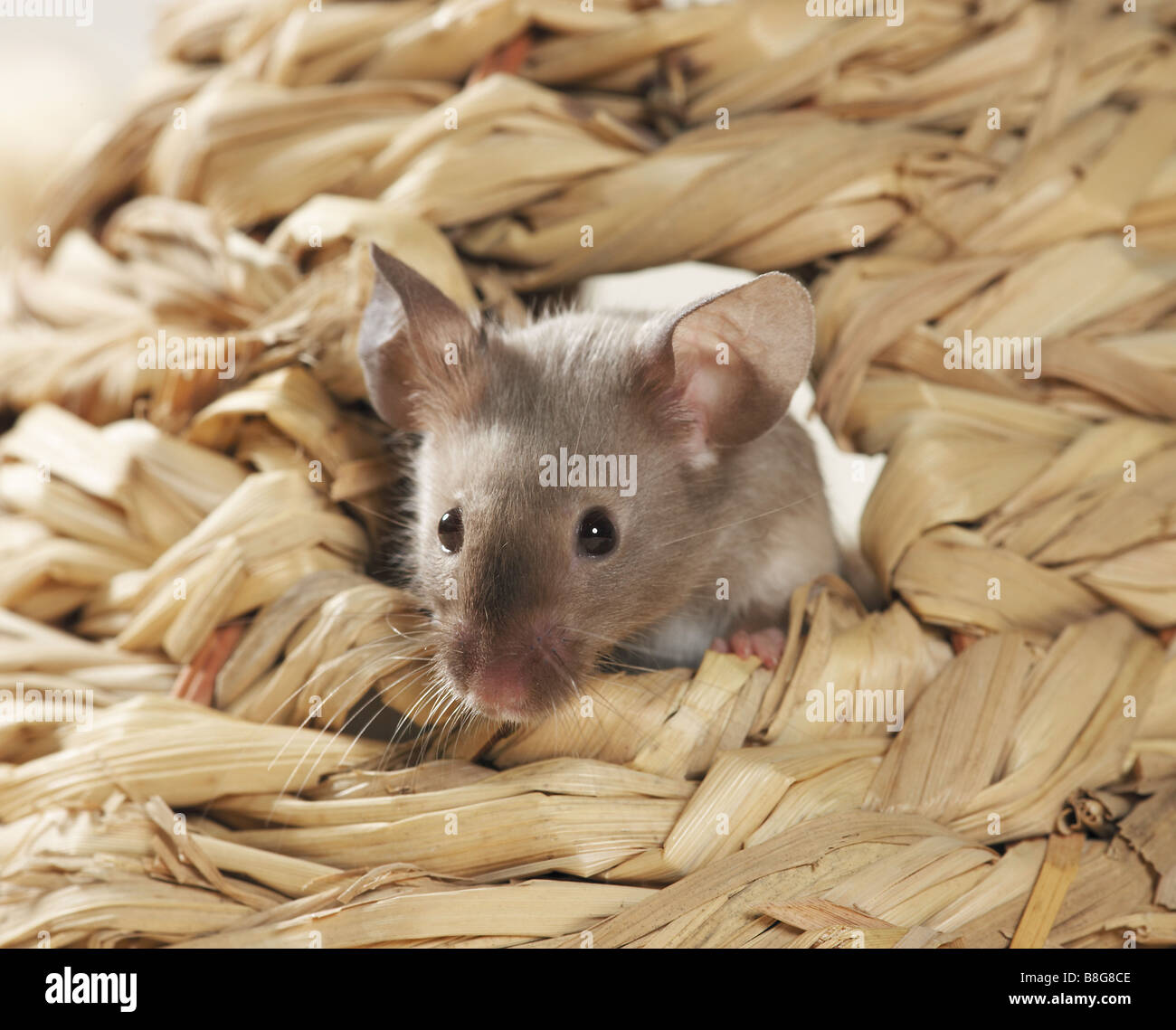 fancy mouse in basket Stock Photo - Alamy