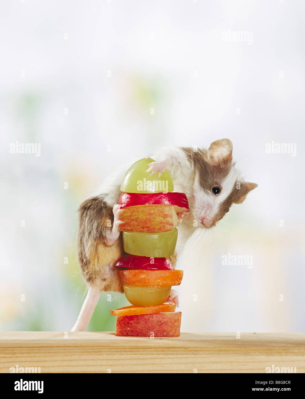 Fancy mouse (MUs musculus) at food Stock Photo - Alamy