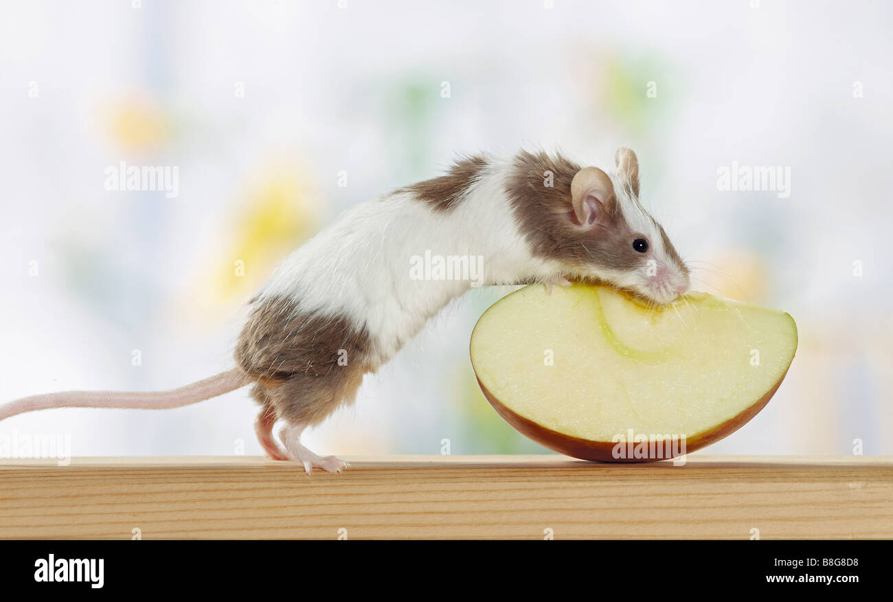 fancy mouse at apple Stock Photo - Alamy