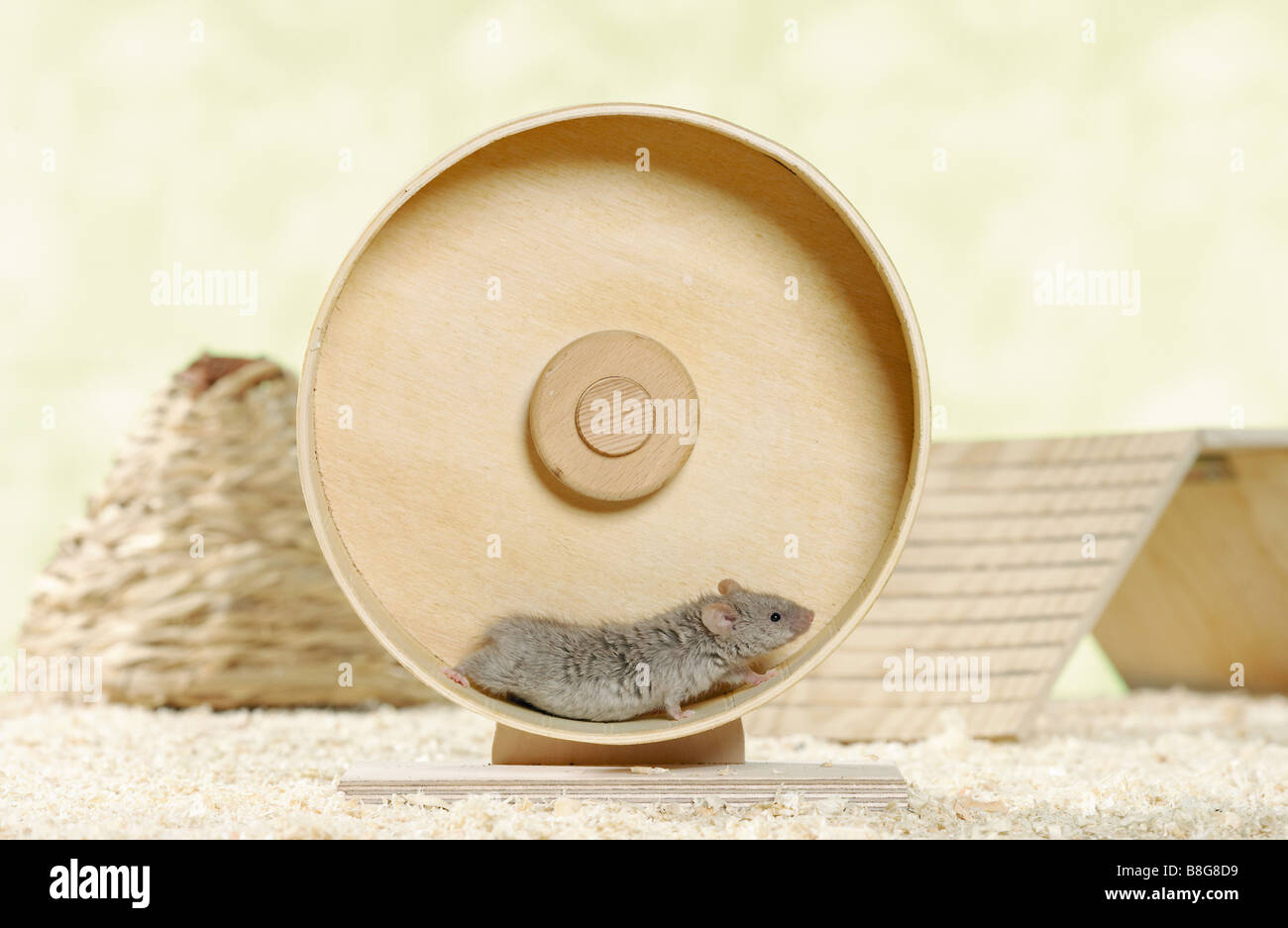 fancy mouse in running wheel Stock Photo - Alamy