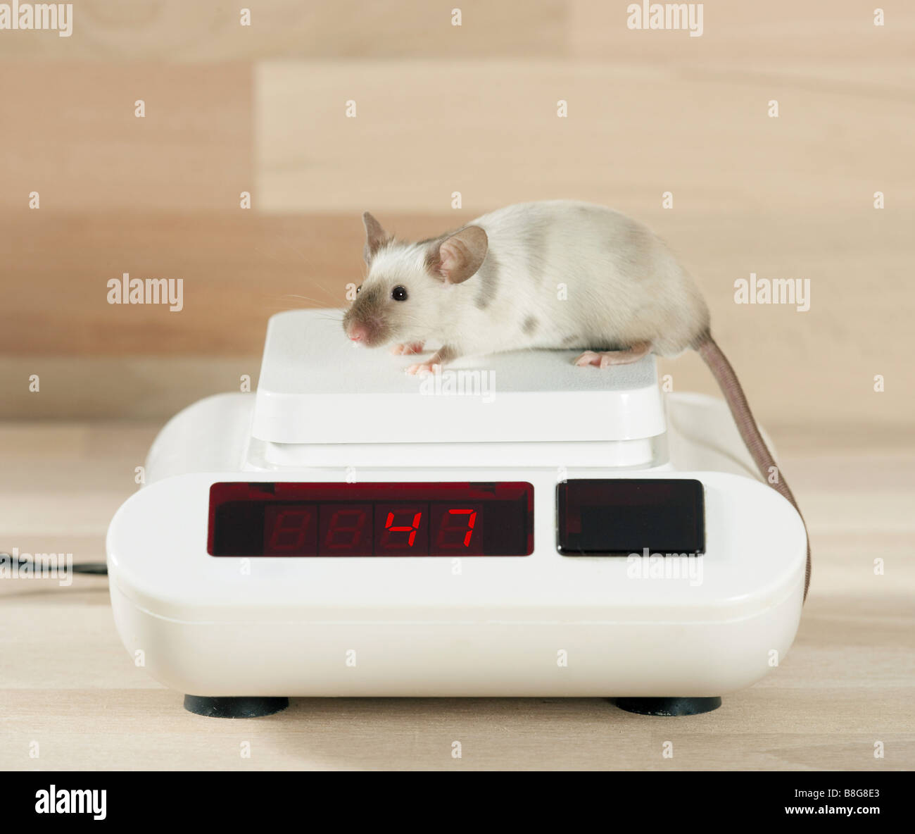 fancy mouse on scale Stock Photo - Alamy