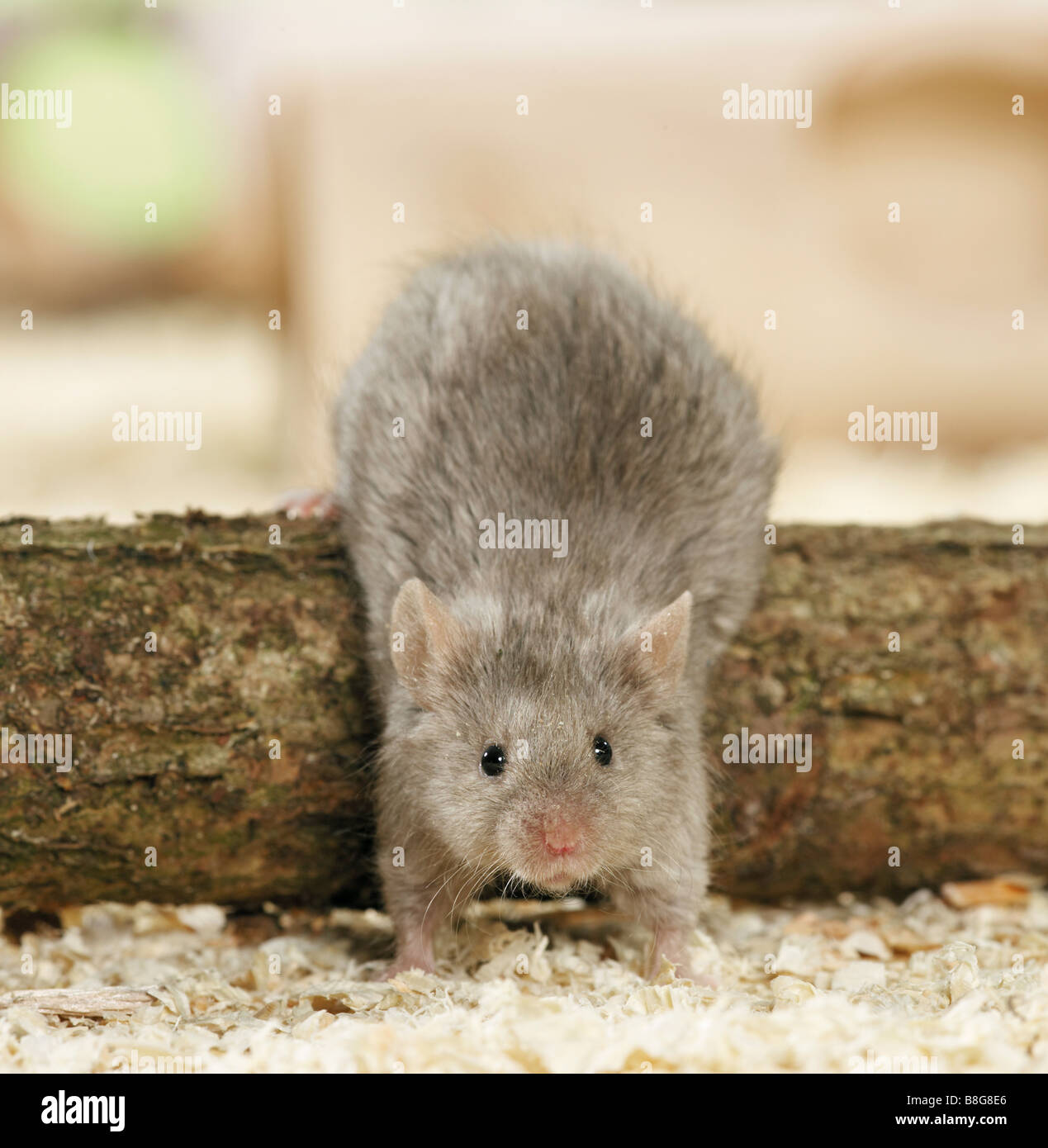fancy mouse - standing Stock Photo - Alamy