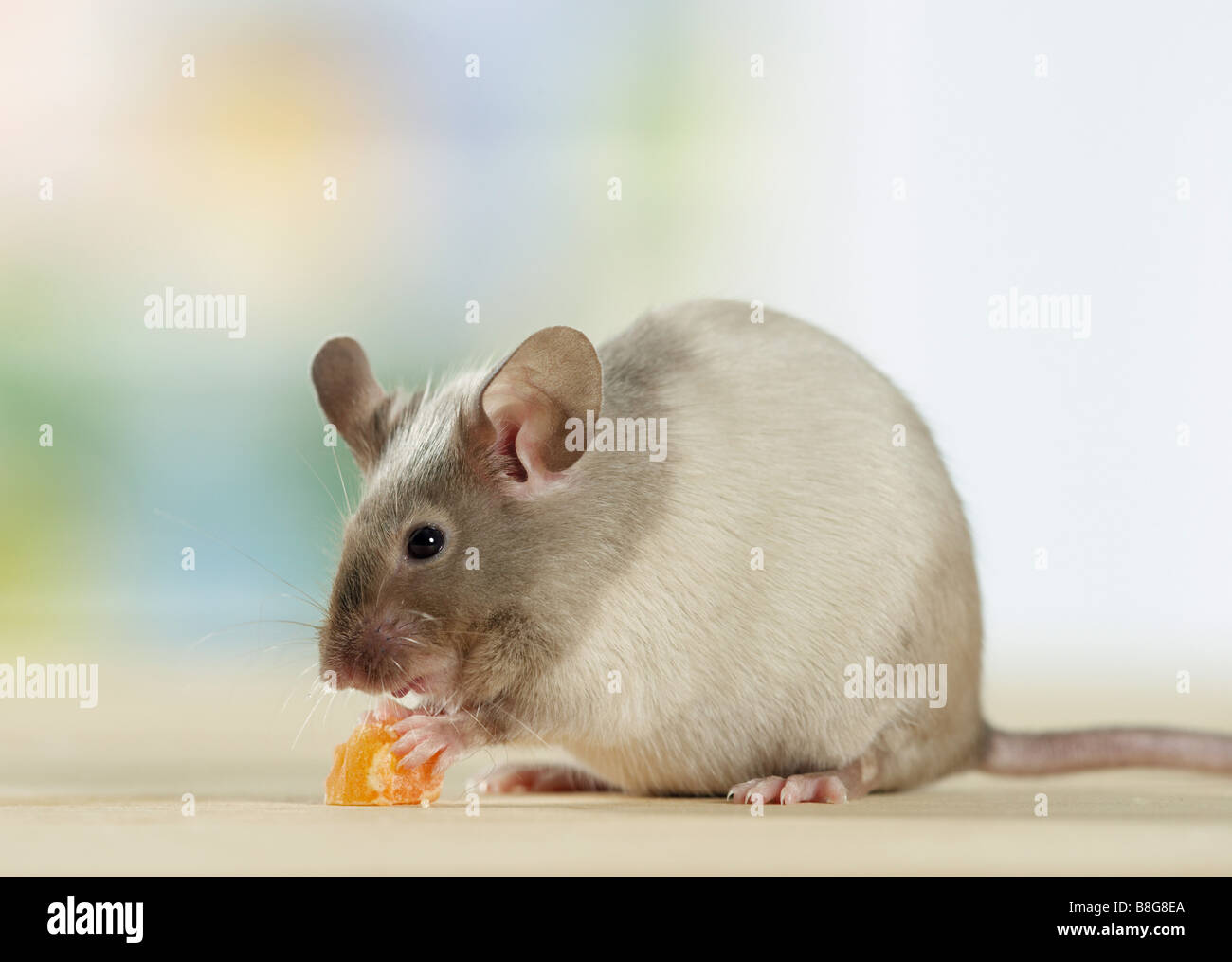 fancy mouse - munching - cut out Stock Photo - Alamy