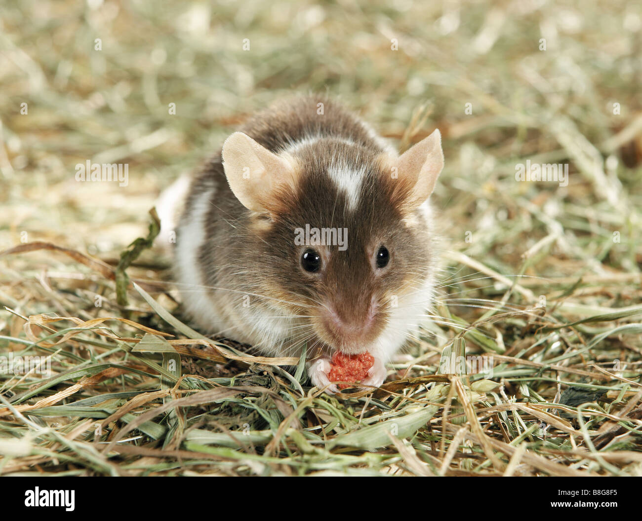 Fancy hay hi-res stock photography and images - Alamy