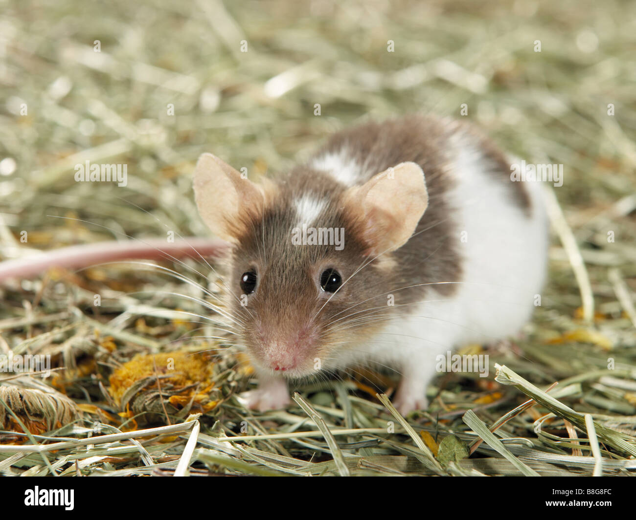 fancy mouse - standing in straw Stock Photo - Alamy