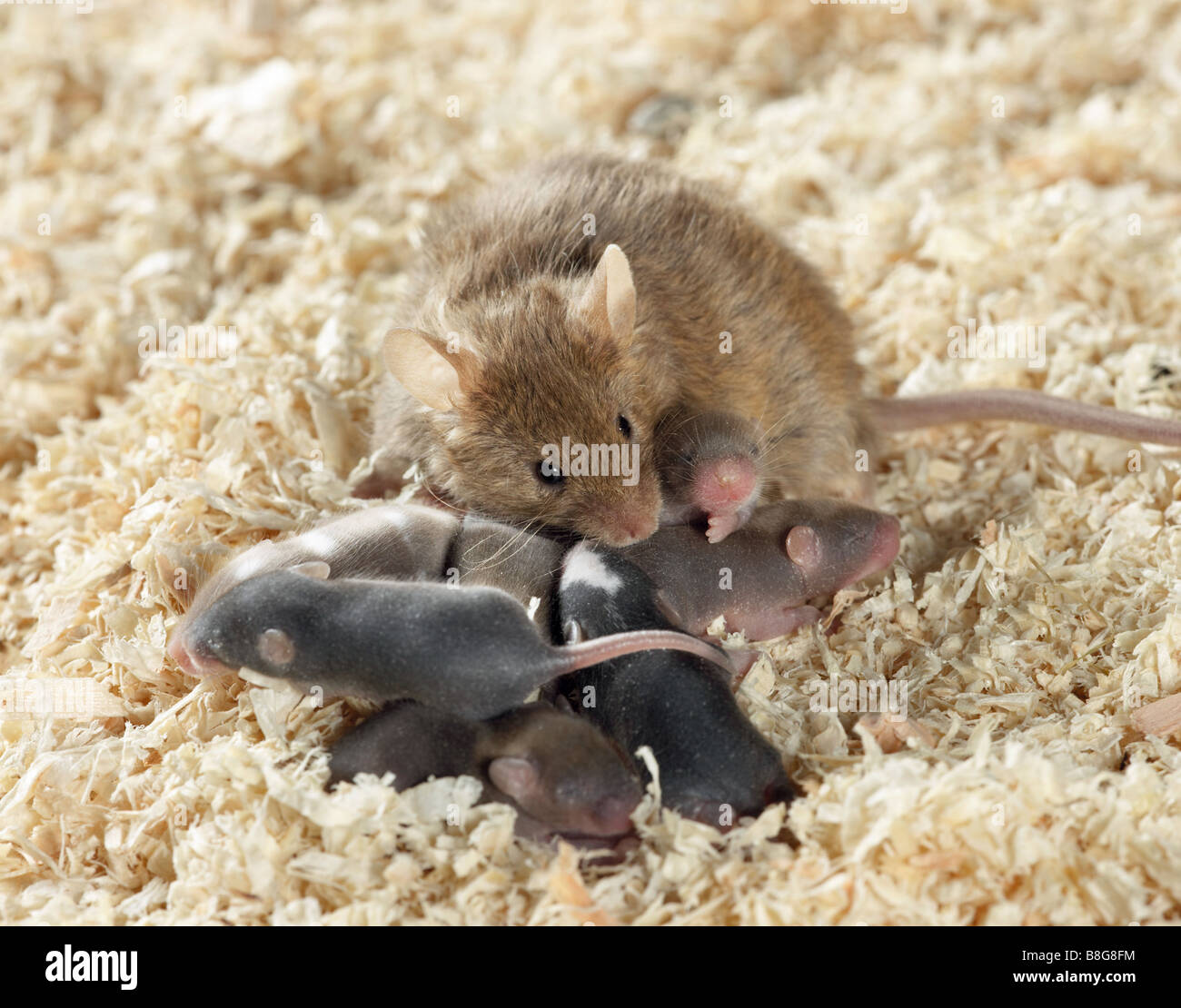Fancy Mouse. Mother and young in wood shavings. Germany Stock Photo - Alamy