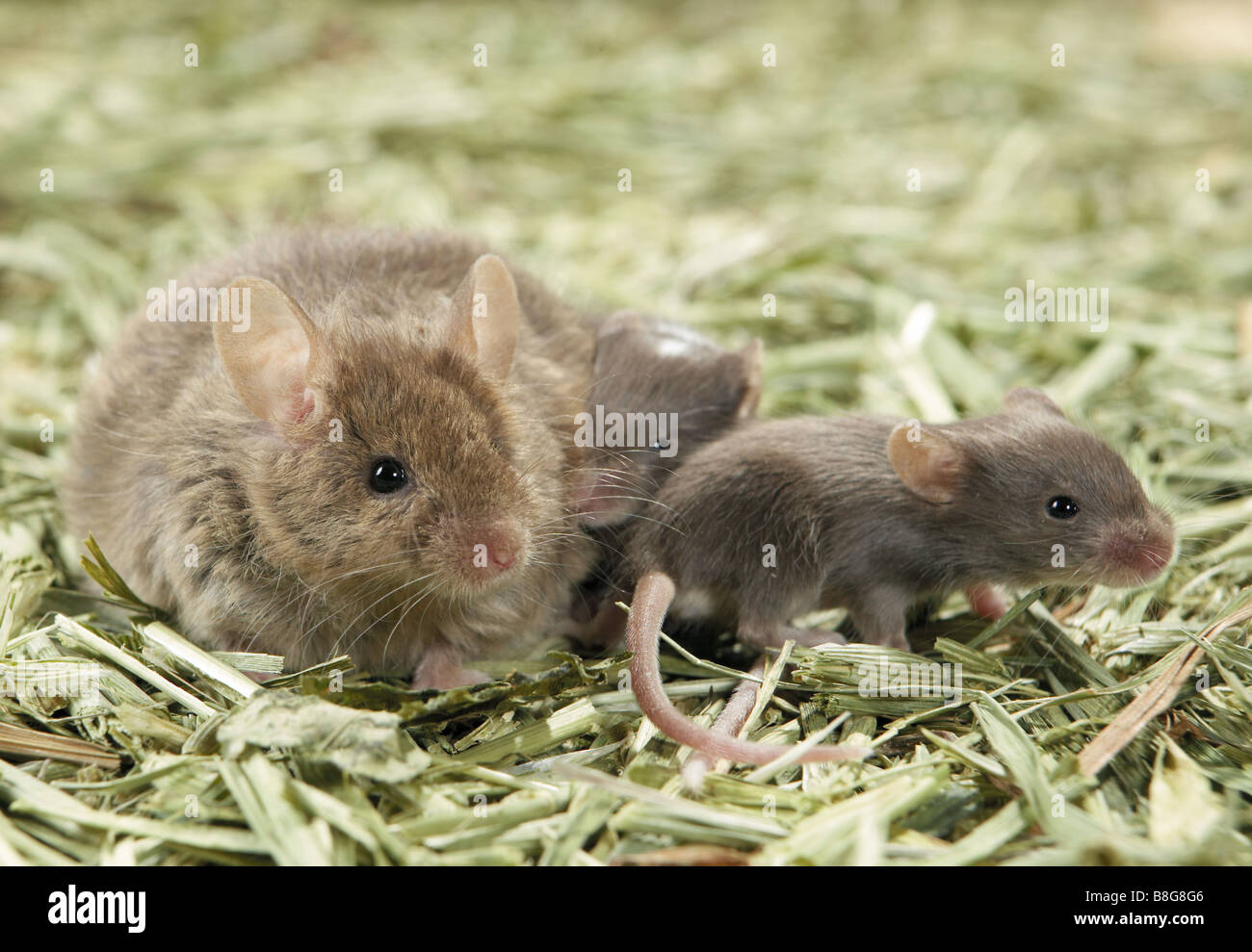 fancy mouse with cubs Stock Photo - Alamy