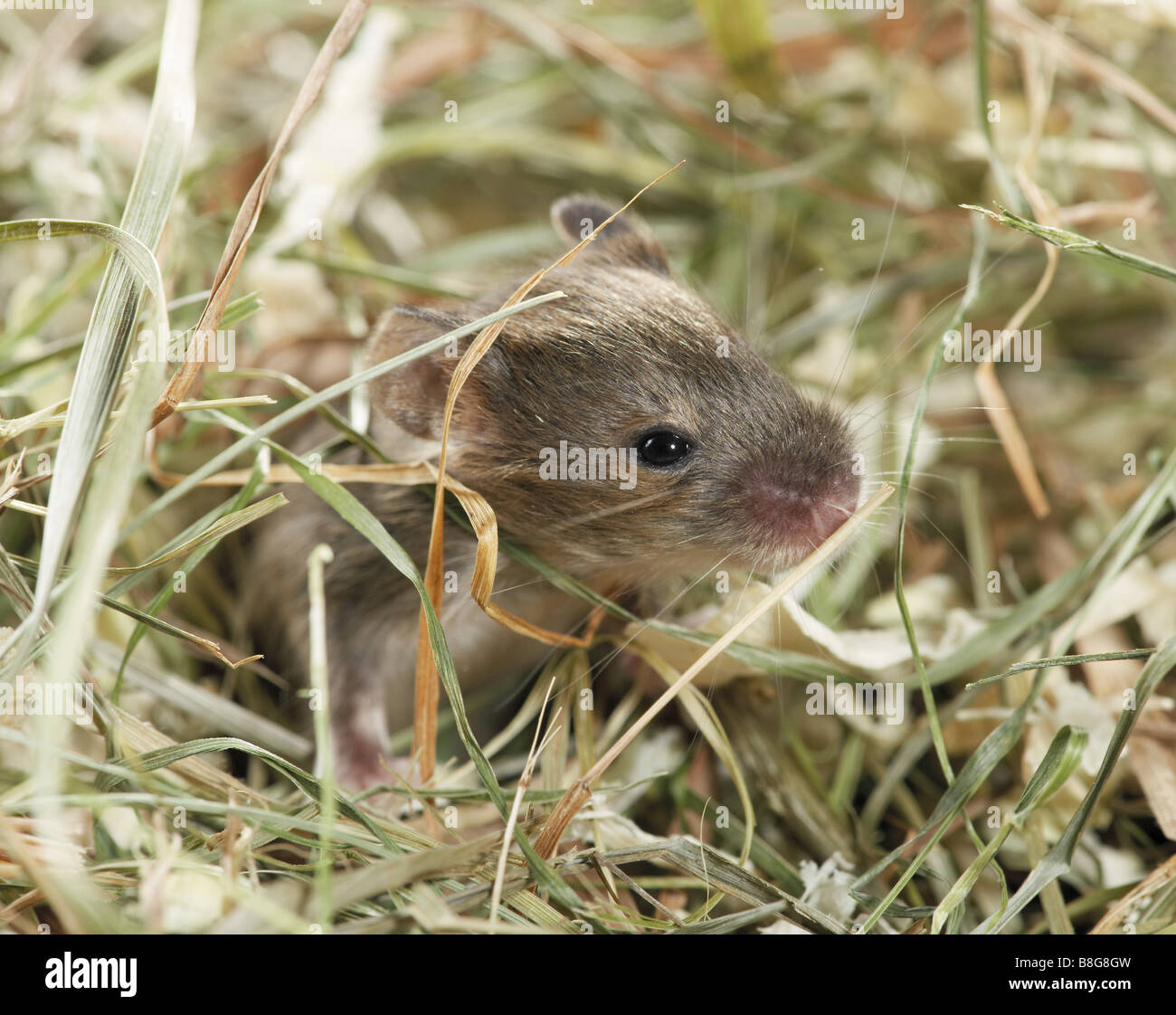 fancy mouse - cub in straw Stock Photo - Alamy