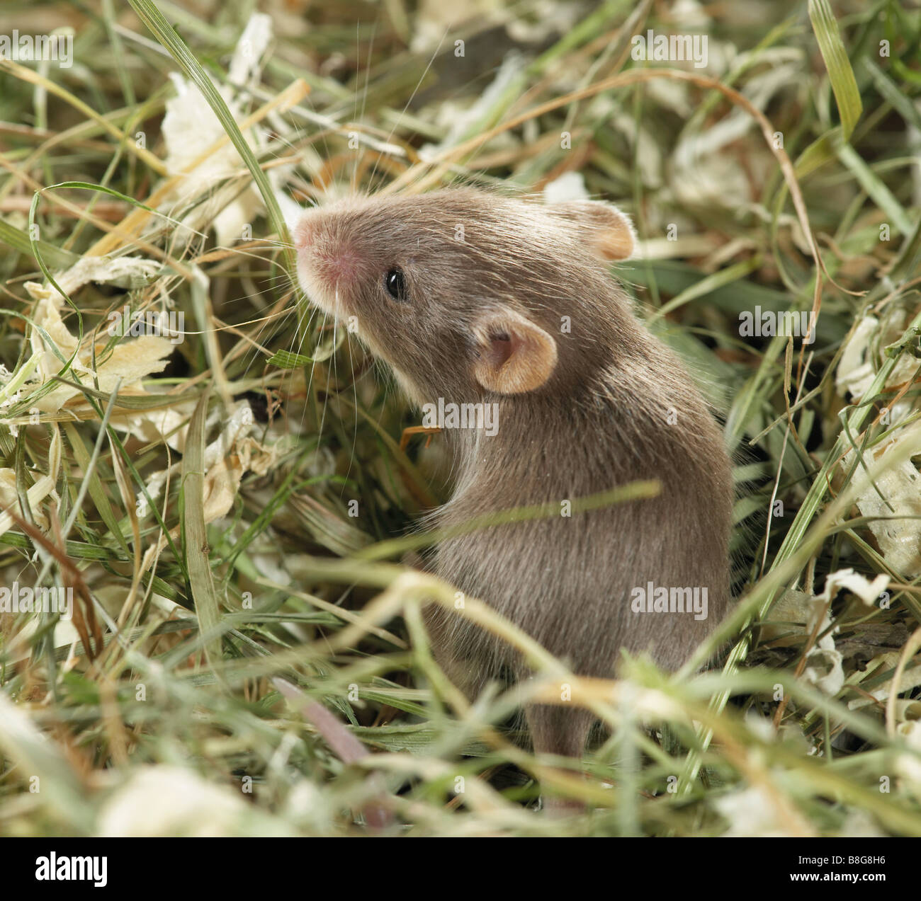 fancy mouse - cub in straw Stock Photo - Alamy