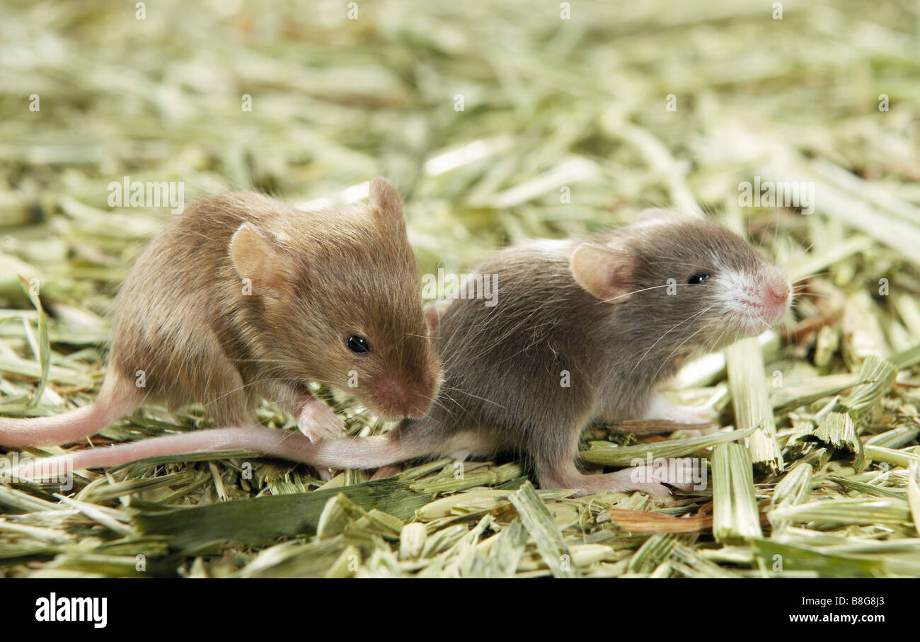 Fancy hay hi-res stock photography and images - Alamy