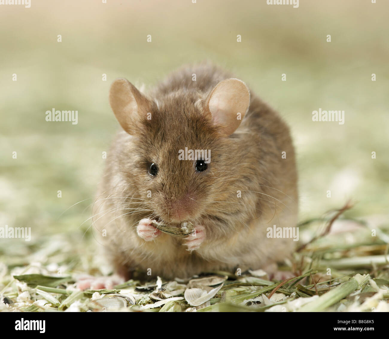 Mus musculus standing hi-res stock photography and images - Alamy
