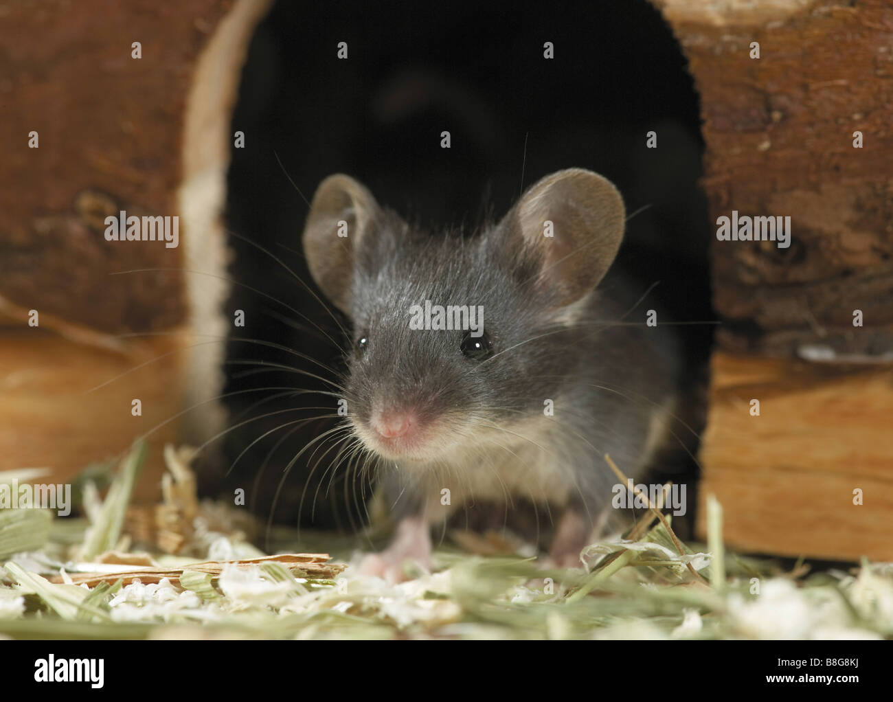 young fancy mouse in house Stock Photo - Alamy