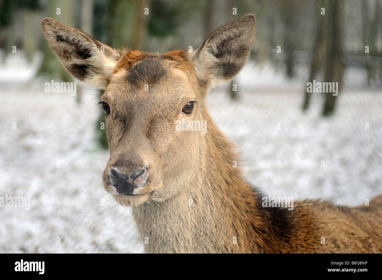 Bialowieza primaeval forest hi-res stock photography and images - Alamy