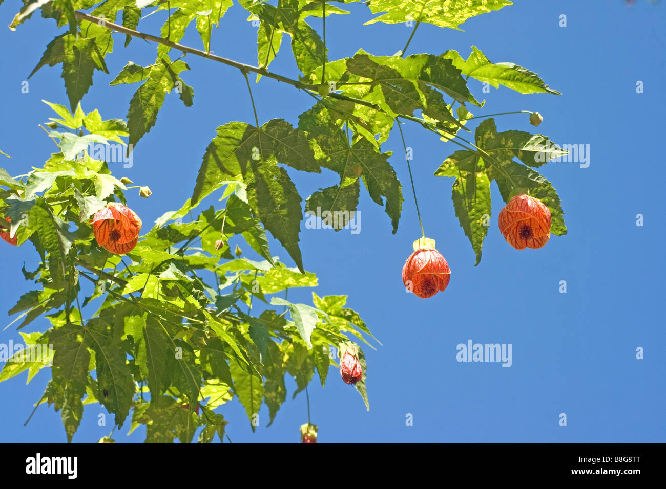 Red Vein Indian Mallow (Abutilon Pictun) flowers against blue sky Stock ...