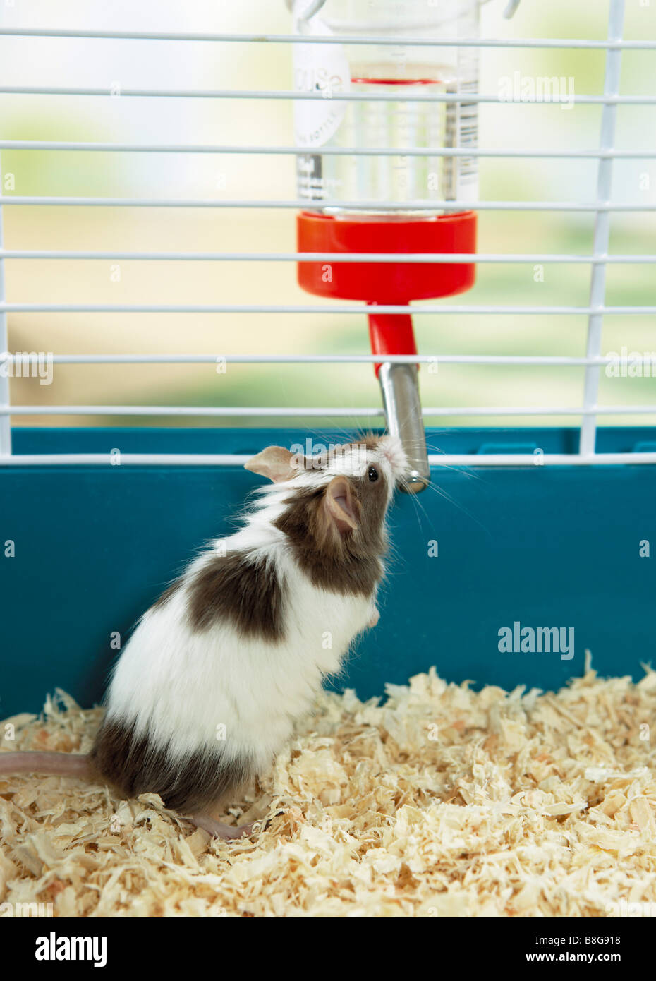 Mouse drinking water in cage hi-res stock photography and images - Alamy
