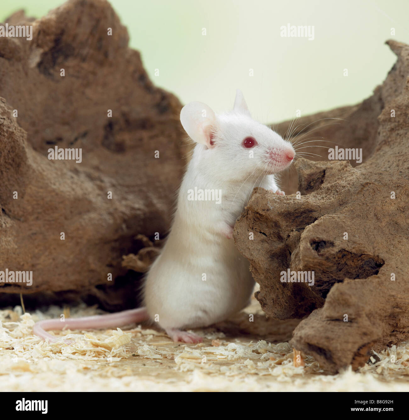 Fancy stand hi-res stock photography and images - Alamy