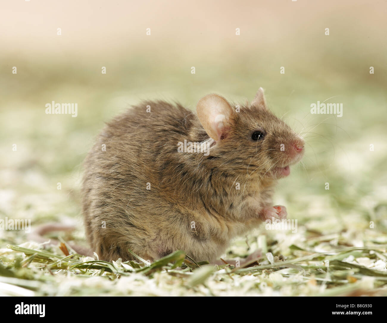 fancy mouse - standing Stock Photo - Alamy