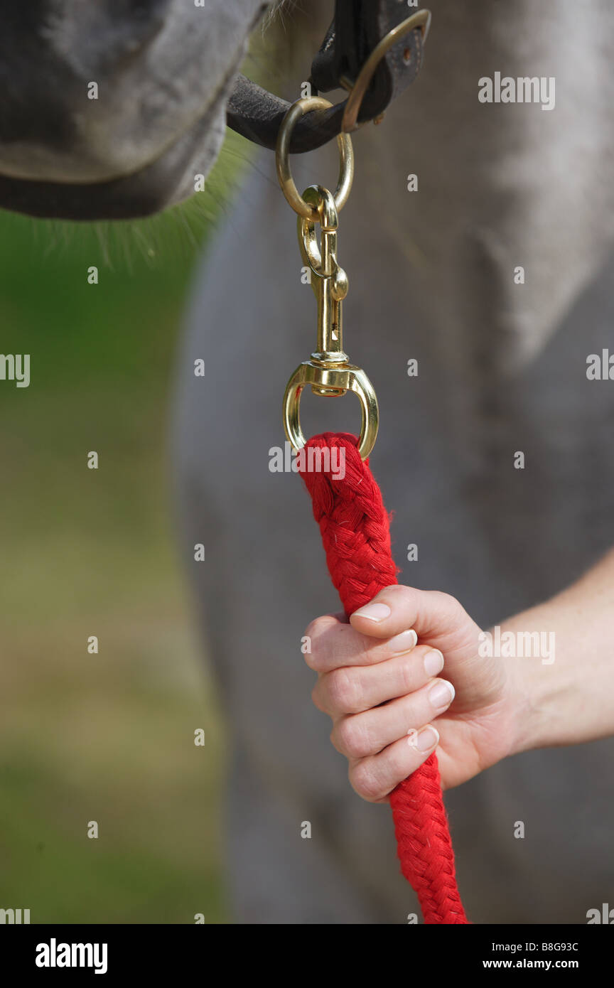 hand holding lead rope Stock Photo - Alamy