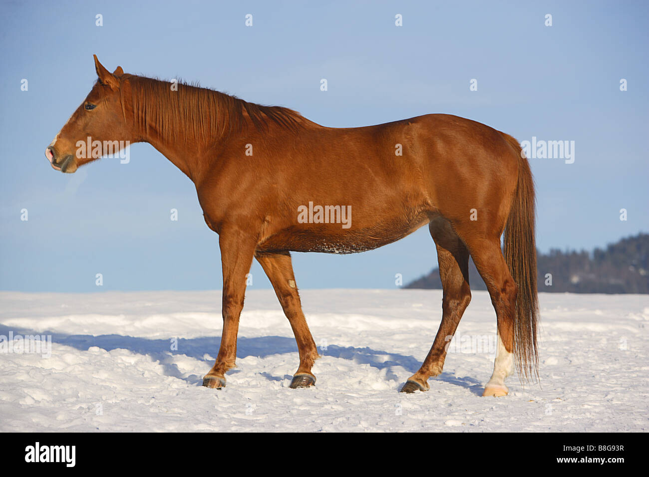 Gidran, Hungarian Anglo-Arab. Chestnut gelding standing, seen side-on ...
