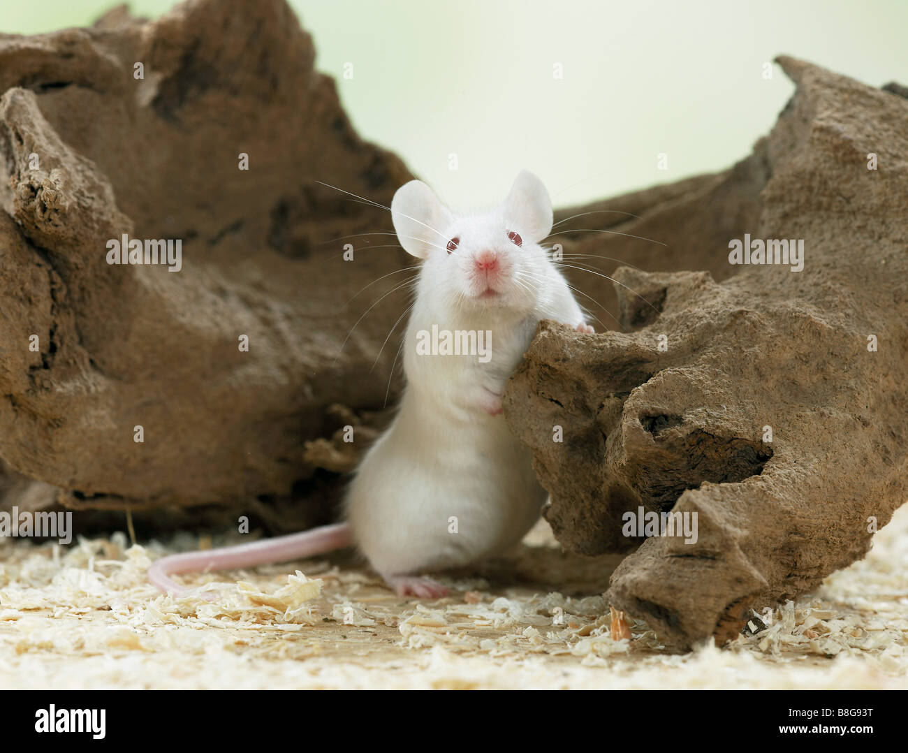 fancy mouse at root Stock Photo - Alamy