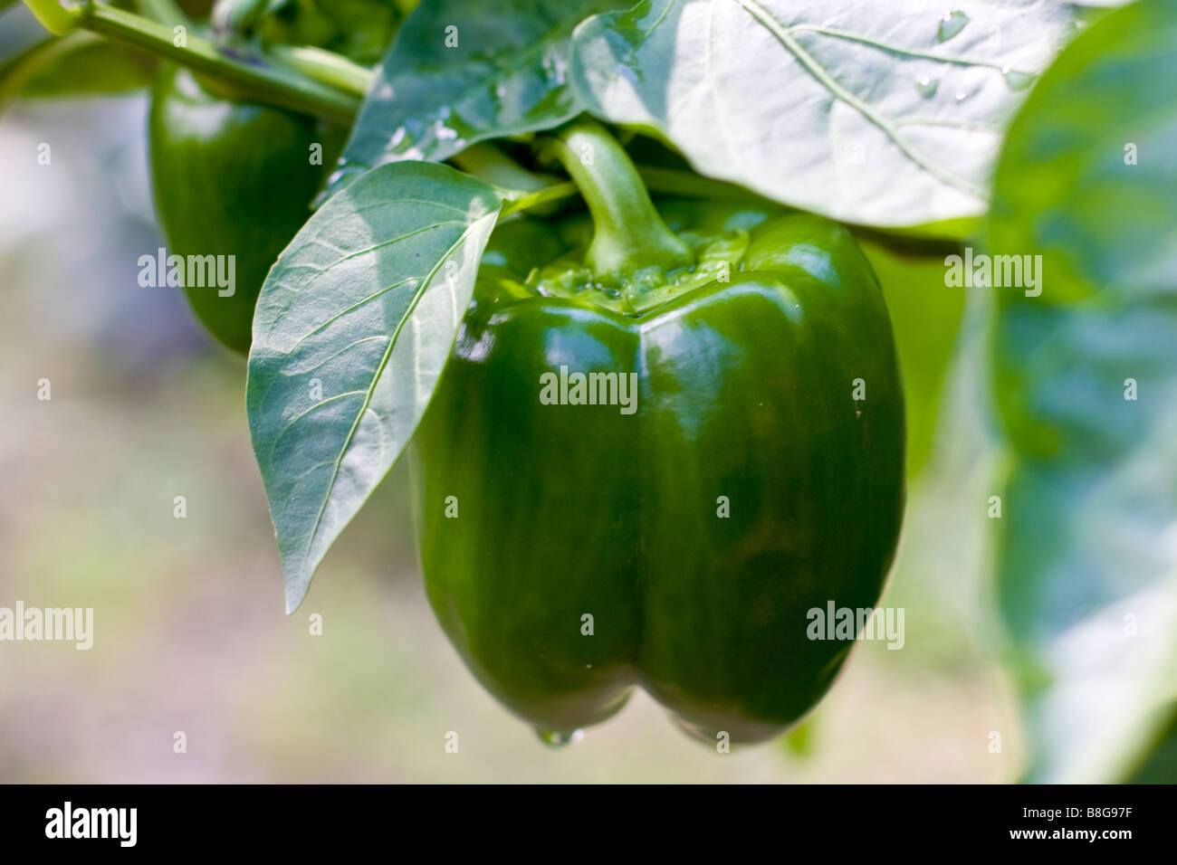 Ripe pepper hi-res stock photography and images - Alamy