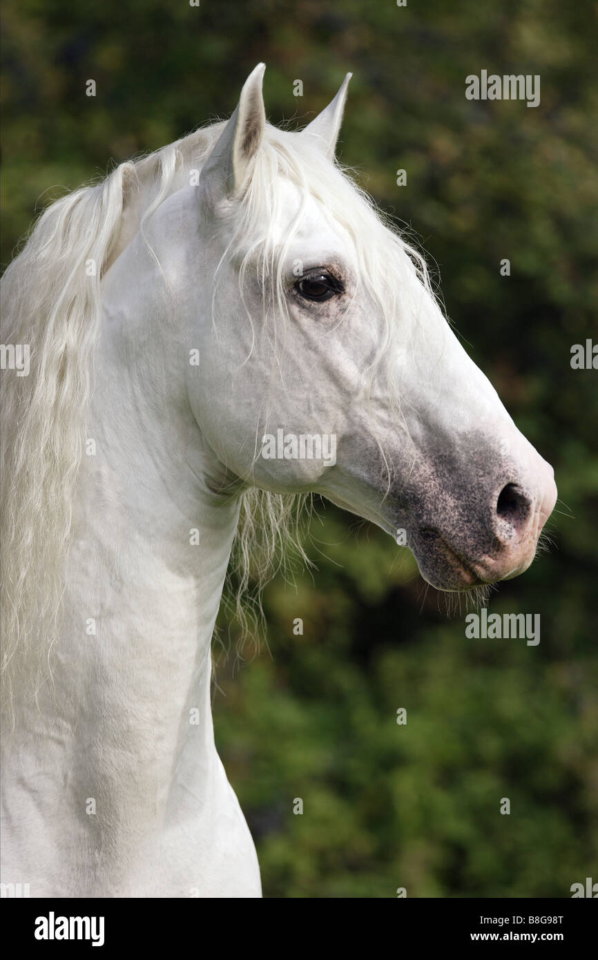 Lusitano horse - portrait Stock Photo - Alamy