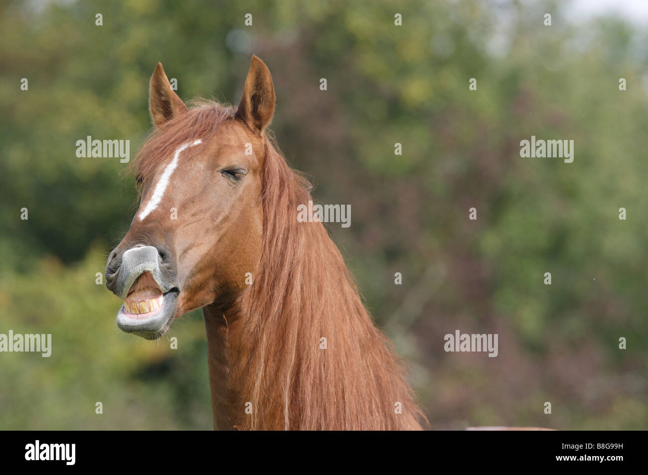 Lusitano horse - portrait Stock Photo - Alamy