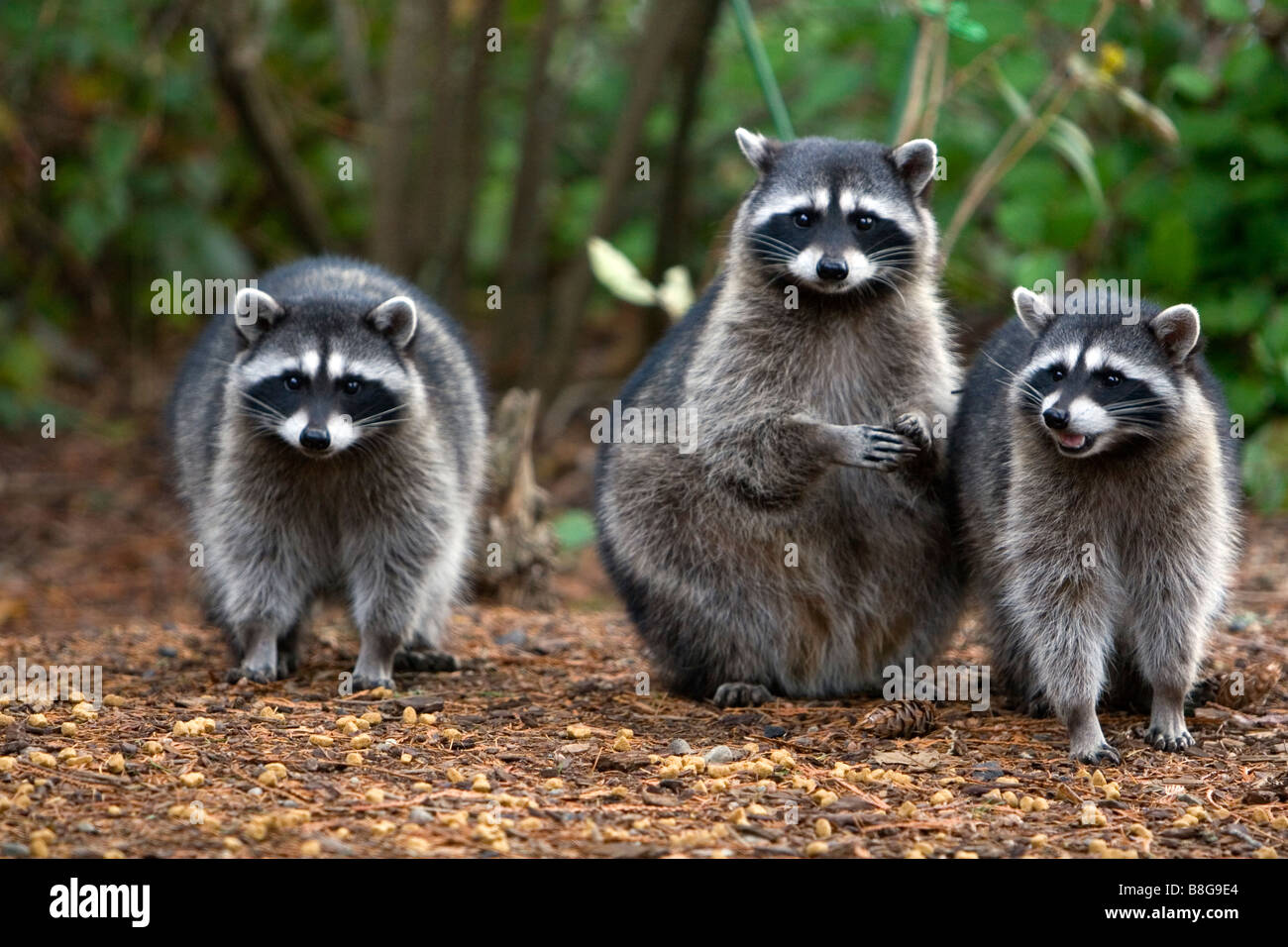 Raccoons eating dog food in Shelton Washington USA Stock Photo - Alamy