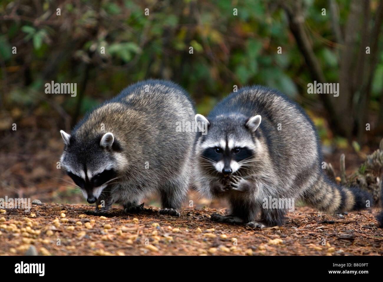 Raccoons eating dog food in Shelton Washington USA Stock Photo - Alamy