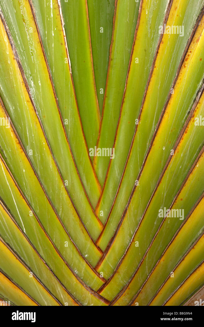 Palm tree trunk green yellow hi-res stock photography and images - Alamy