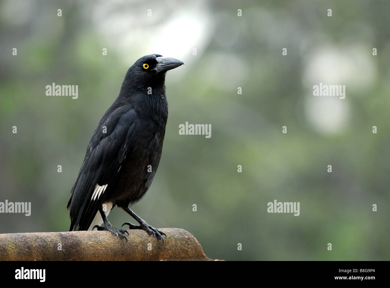 Pied Currawong (Strepera graculina). Sydney, Australia Stock Photo - Alamy