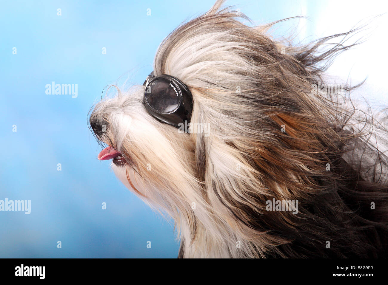 Havanese dog with glasses Stock Photo - Alamy