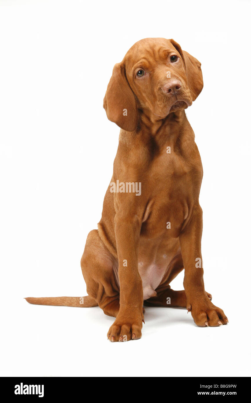 Dog hungarian vizsla puppy Cut Out Stock Images & Pictures - Alamy