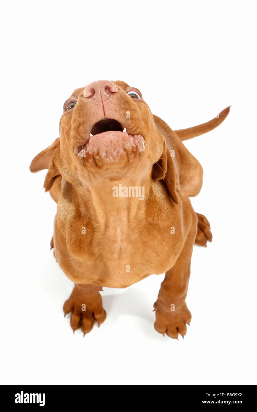 Dog hungarian vizsla puppy Cut Out Stock Images & Pictures - Alamy
