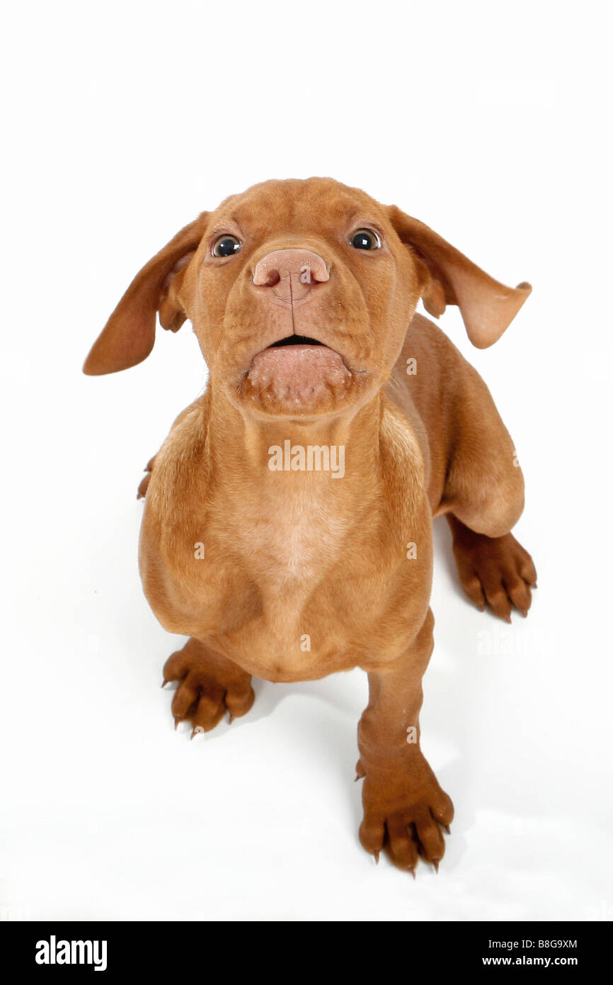 Dog hungarian vizsla puppy Cut Out Stock Images & Pictures - Alamy