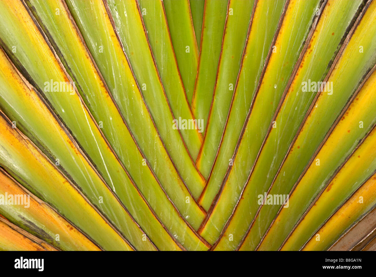 Palm tree trunk green yellow hi-res stock photography and images - Alamy