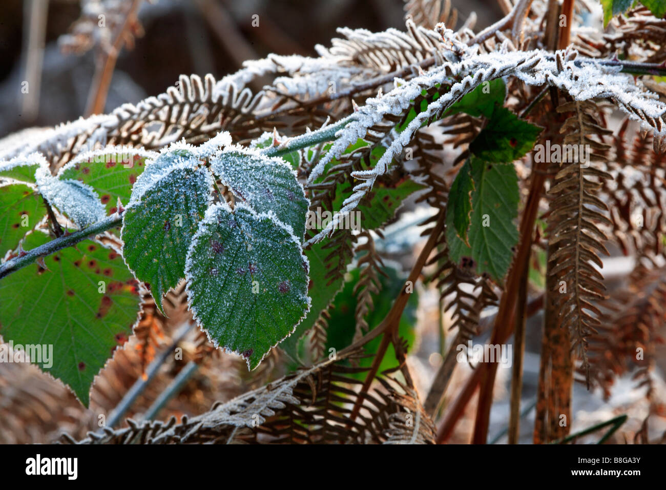 Bracken fern winter frost hi-res stock photography and images - Alamy
