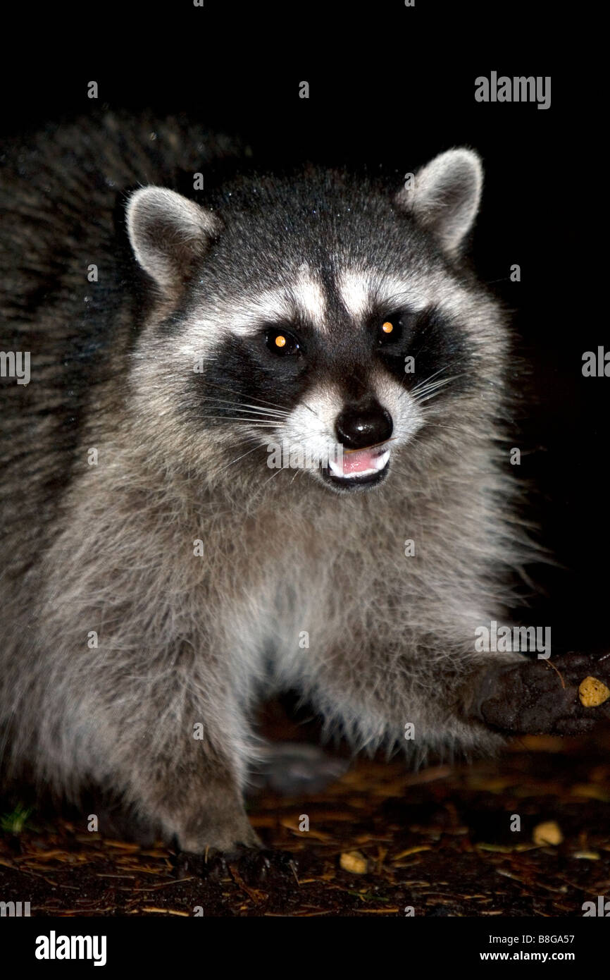 Raccoon at night in Shelton Washington USA Stock Photo - Alamy