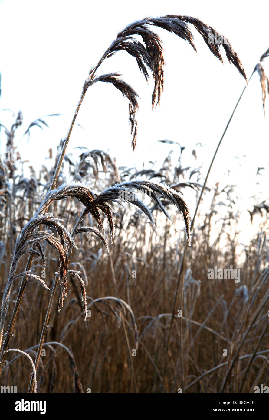 Frost covered seedheads of common reed at South Walsham, Norfolk, UK ...
