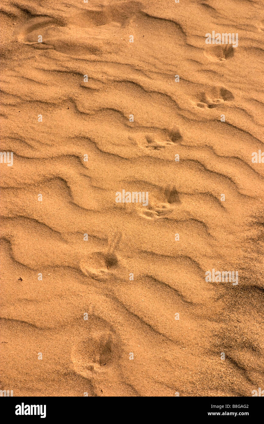 Animal footprints in golden rippled sand Stock Photo - Alamy